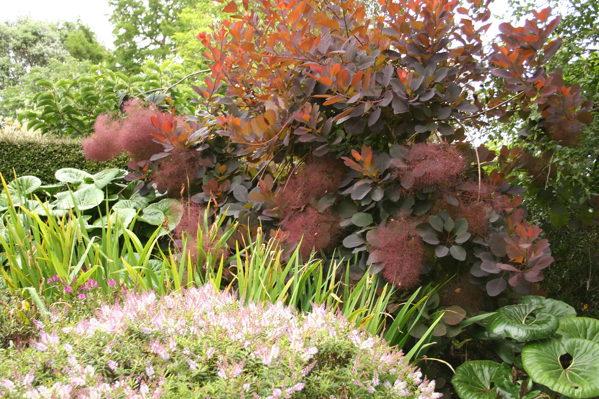 Cotinus Grace
